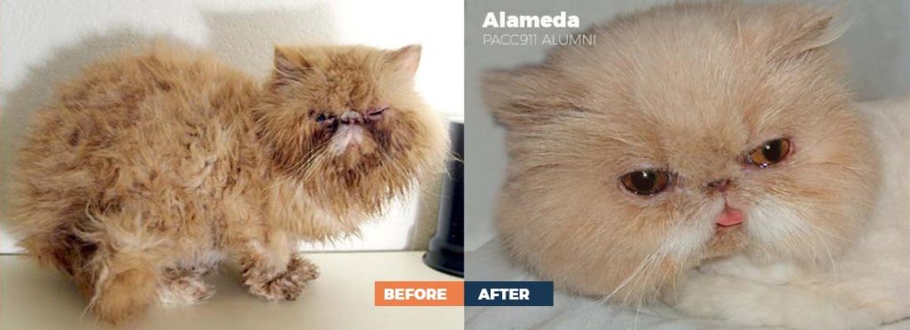 Critical Care Gallery - PACC911