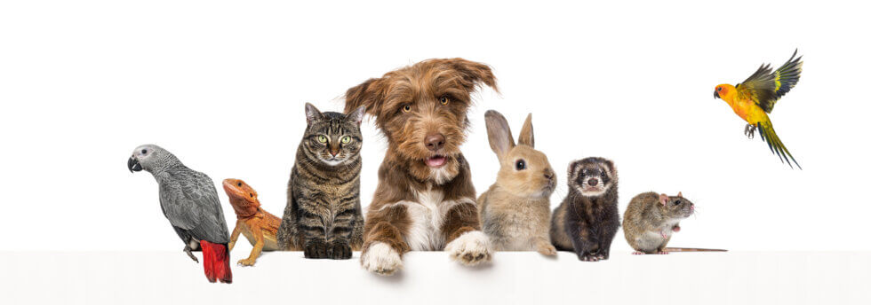 Help for Lost, Found, or Surrendered Pets | PACC911